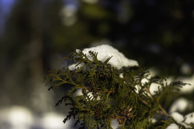 Winter morning sweden stock image. Image of rural, frozen - 147277839