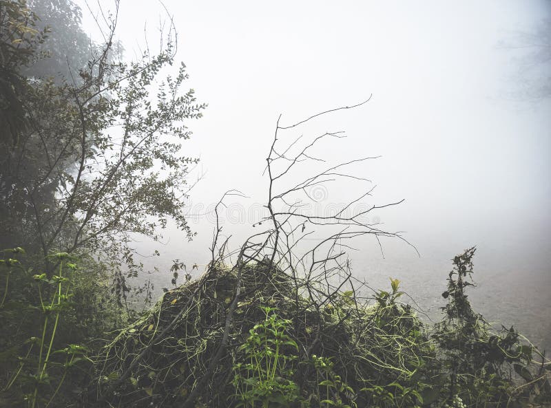 Winter Morning Tree View Foggy Mist Background Stock Photo - Image of ...