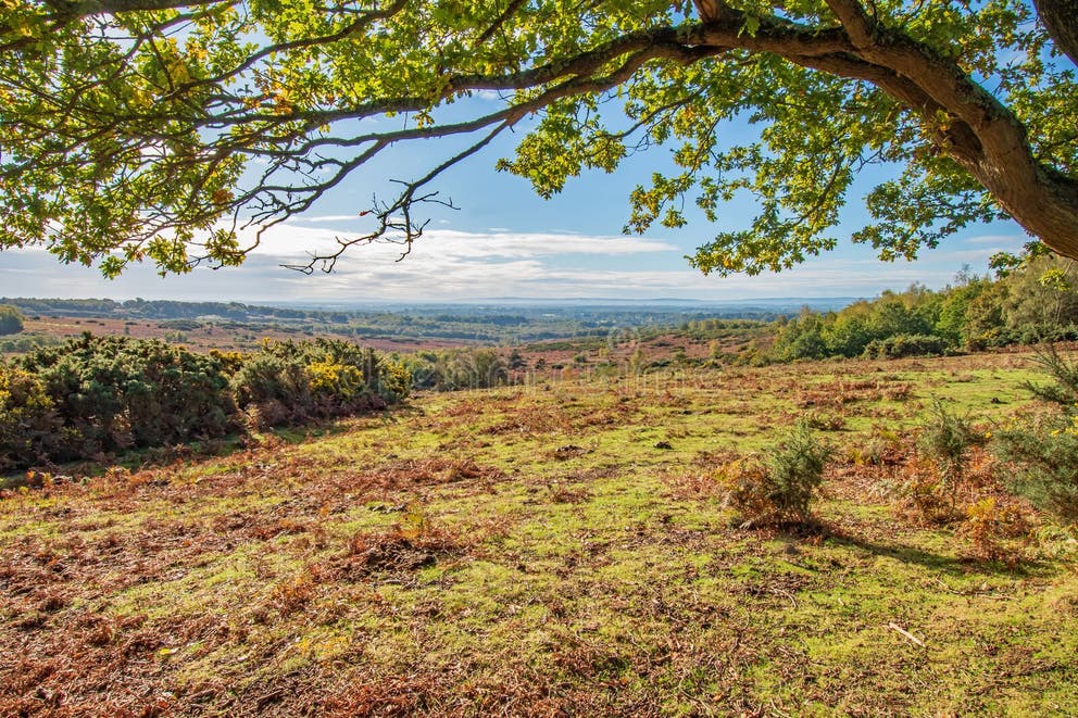 A Winter Morning View from Under a Tree on Ashdown Forest England Stock ...