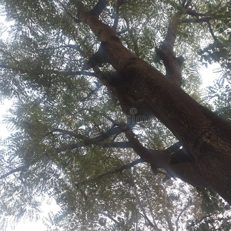 Winter stock image. Image of winter, mornings, tree - 172065873