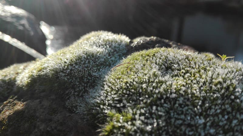 Winter moss stock image. Image of wallpaper, winter - 102163919