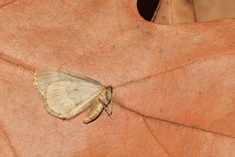 Winter moth stock image. Image of nature, operophtera - 236192779