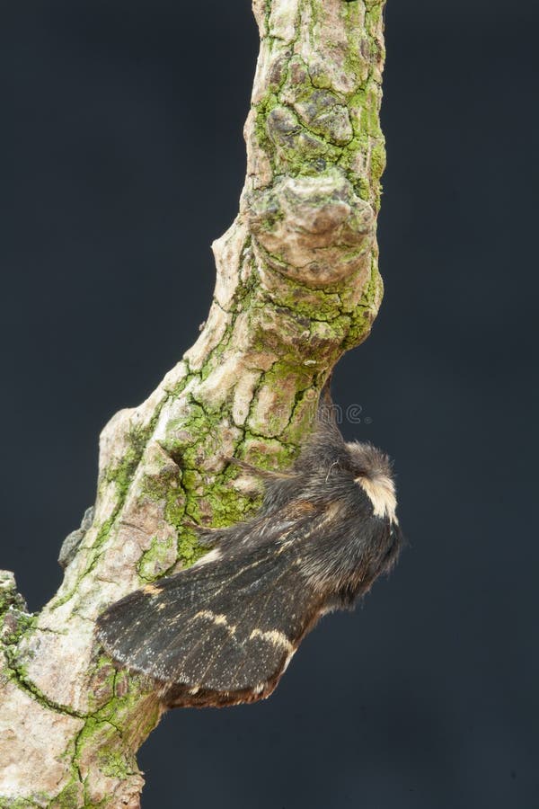 Winter Moth Operophtera Brumata Stock Image - Image of nature, living ...