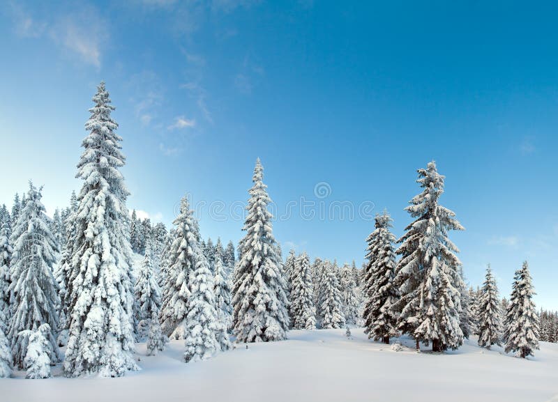 Winter mountain forest stock photo. Image of white, frost - 8008346