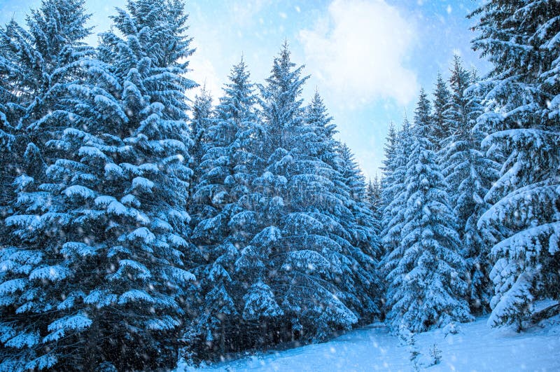 Winter mountain forest. stock image. Image of beauty - 77551977