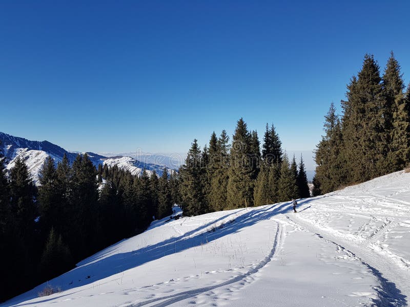 Winter in the Mountain Forest. Stock Image - Image of white, abstract ...