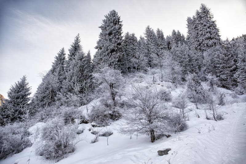 Winter in the Mountain Forest. Stock Image - Image of mountain, level ...