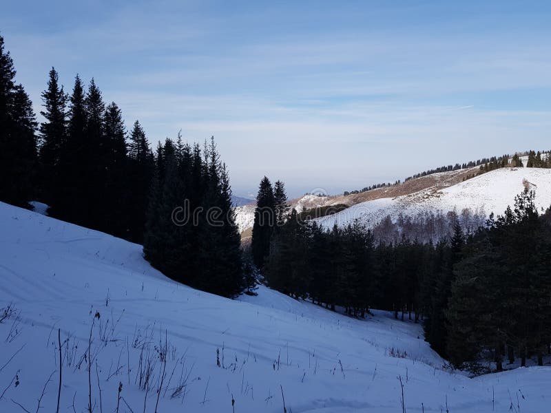 Winter in the Mountain Forest. Stock Photo - Image of plants, warm ...