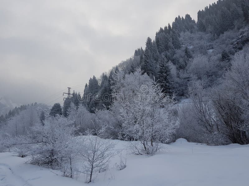 Winter in the Mountain Forest. Stock Photo - Image of white, forest ...
