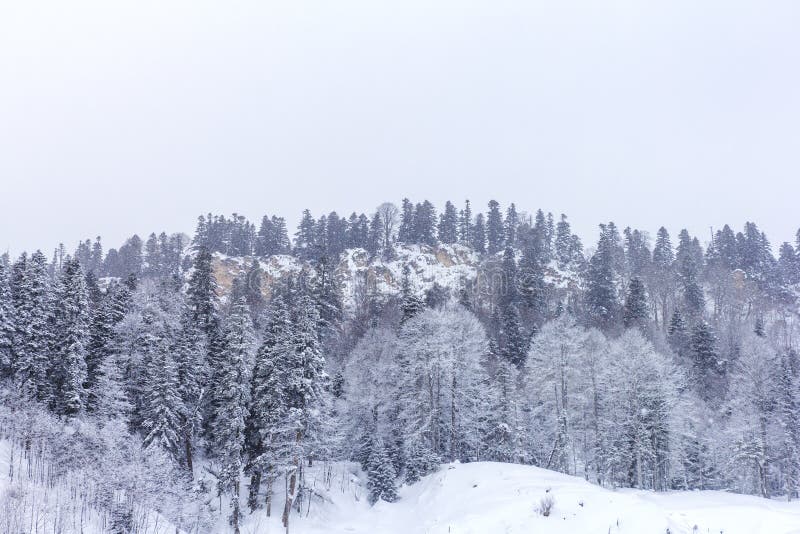 Winter Mountain Forest, Snow-covered Trees, Panoramic Views on the Edge ...