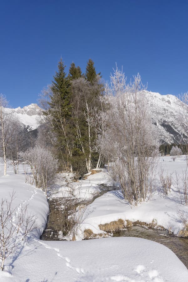 Winter Mountain Landscape with Stream and Birches Trees Stock Photo ...