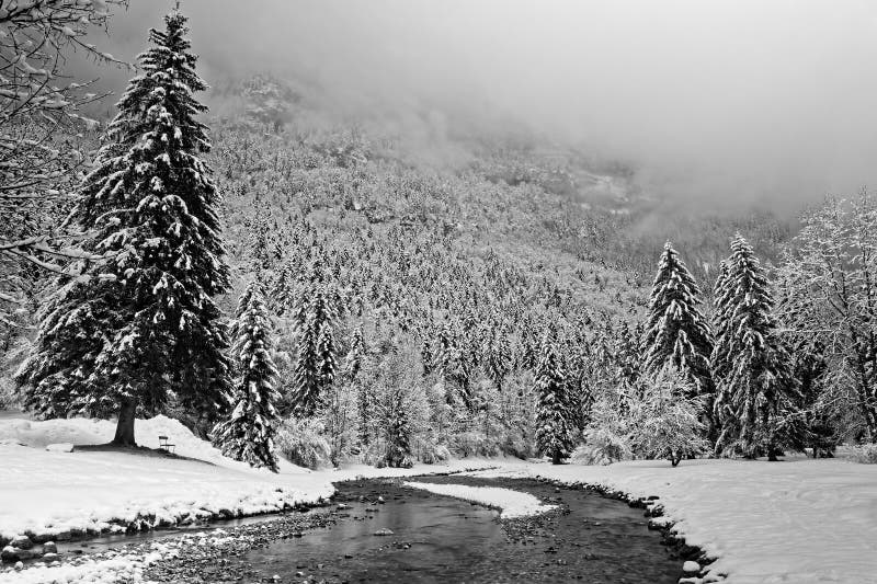 Forest Under the Winter Clouds in Chartreuse Black and White Stock ...