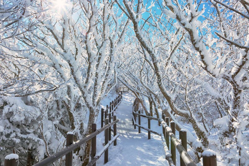 Winter Mountain Snowflake Tracking Stock Photo - Image of snow, frozen ...