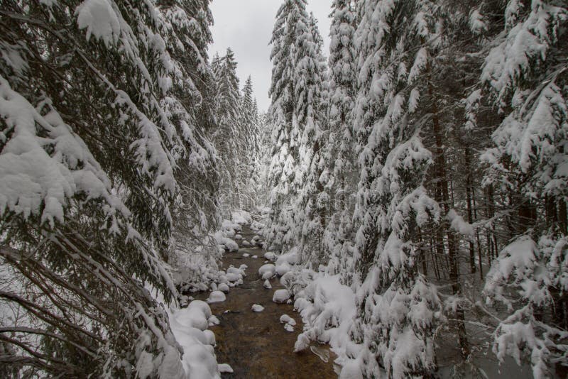 Winter Mountain Stream with Rocks in Forest Covered by Snow. Stock ...