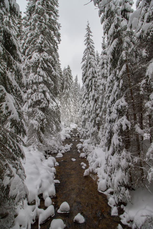 Winter Mountain Stream with Rocks in Forest Covered by Snow. Stock ...