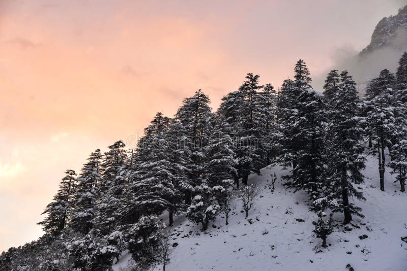 Winter Mountain with Tree Full of Snowfall with Golden Hour Sky ...