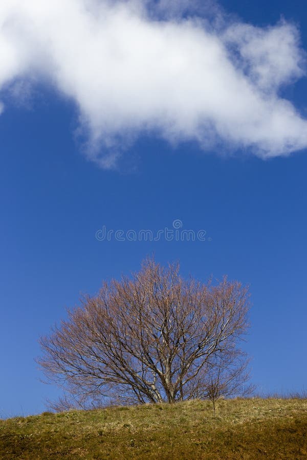 Winter mountain trees stock image. Image of mountain - 152498255