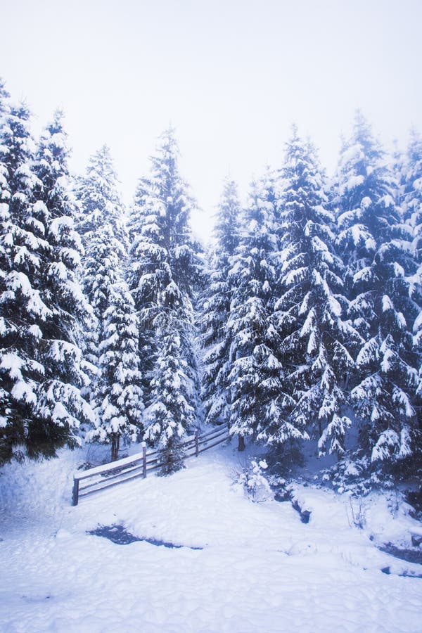 Winter in the Mountains and Windbreak after Snowfall Stock Photo ...