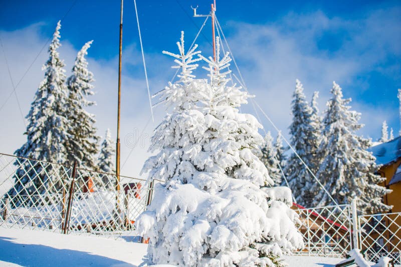 Winter in the mountains stock image. Image of frost, green - 85132583