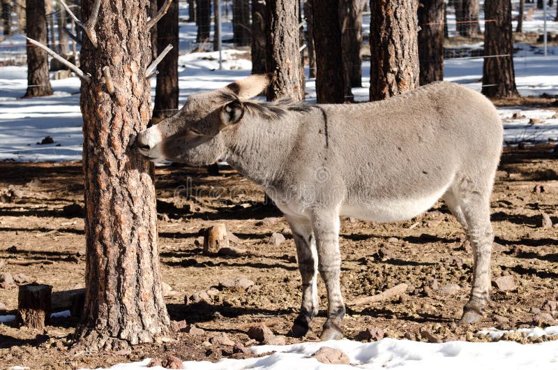 Winter Mule stock image. Image of mammal, tree, mule - 22626653