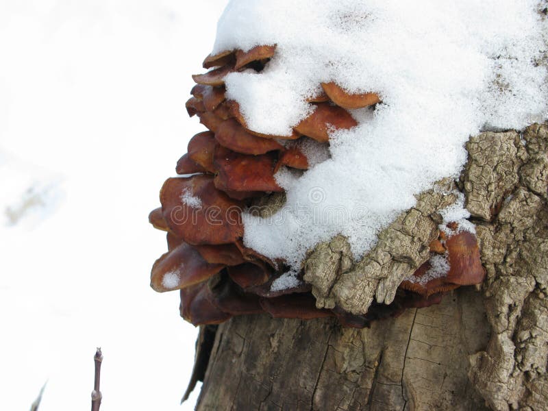 Winter mushrooms and snow stock image. Image of mushrooms - 83506801