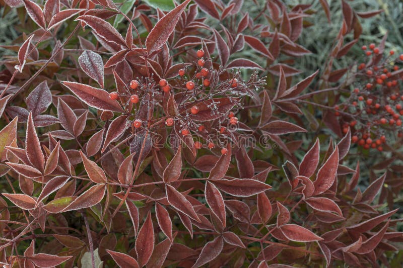 Winter Nandina Domestica Close Up Stock Photo - Image of garden ...