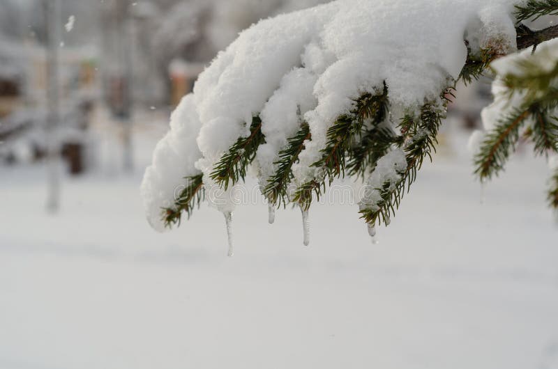 Frozen Fir Tree Branch with Icicle Stock Image - Image of green, scene ... Frozen Fir Tree Branch with Icicle Stock Image - Image of green, scene ...
