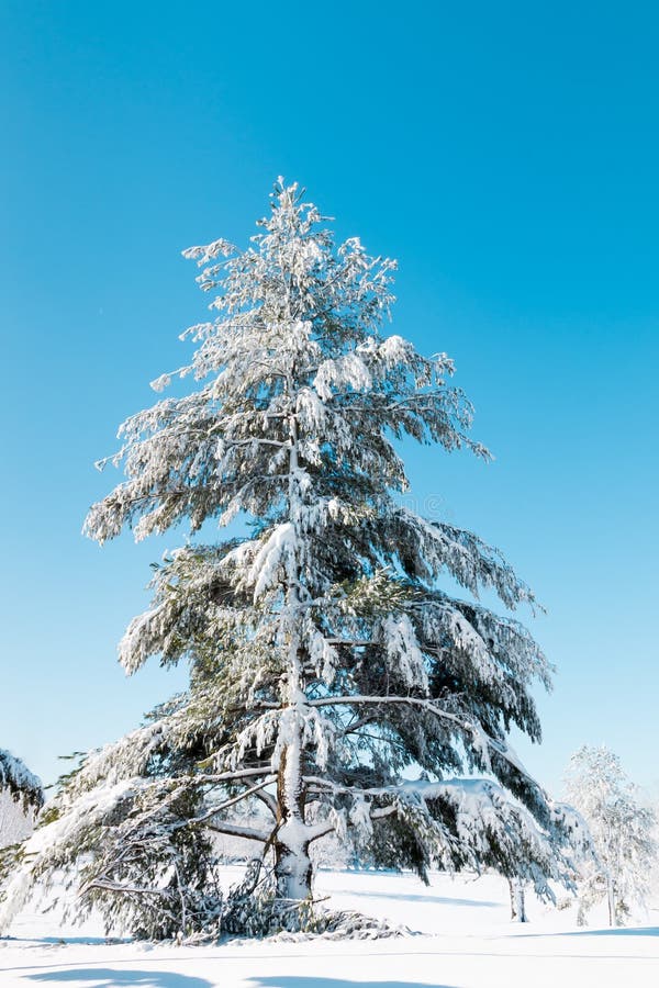 Winter Natural Landscape, Big Christmas Tree after Snowfall Stock Image ...