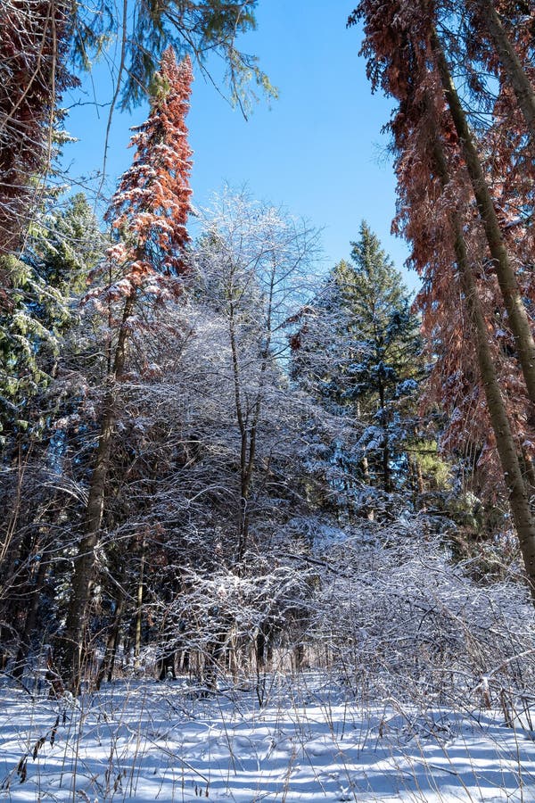 Winter Natural Landscape - Spruce Forest after Snowfall Stock Image ...