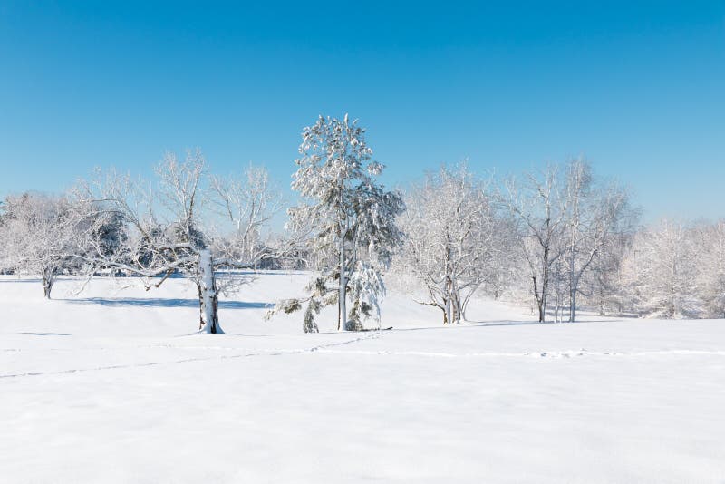 Winter Natural Landscape, the White Trees after Snowfall. Stock Photo ...