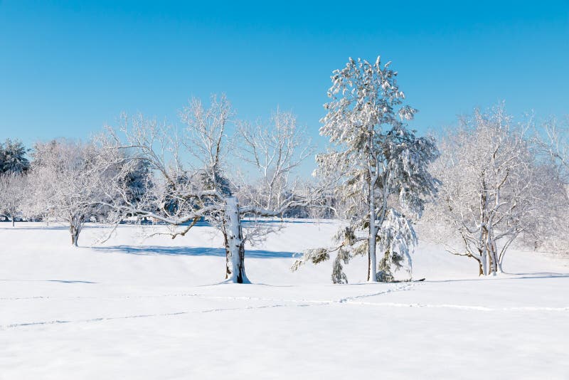 Winter Natural Landscape, the White Trees after Snowfall Stock Image ...