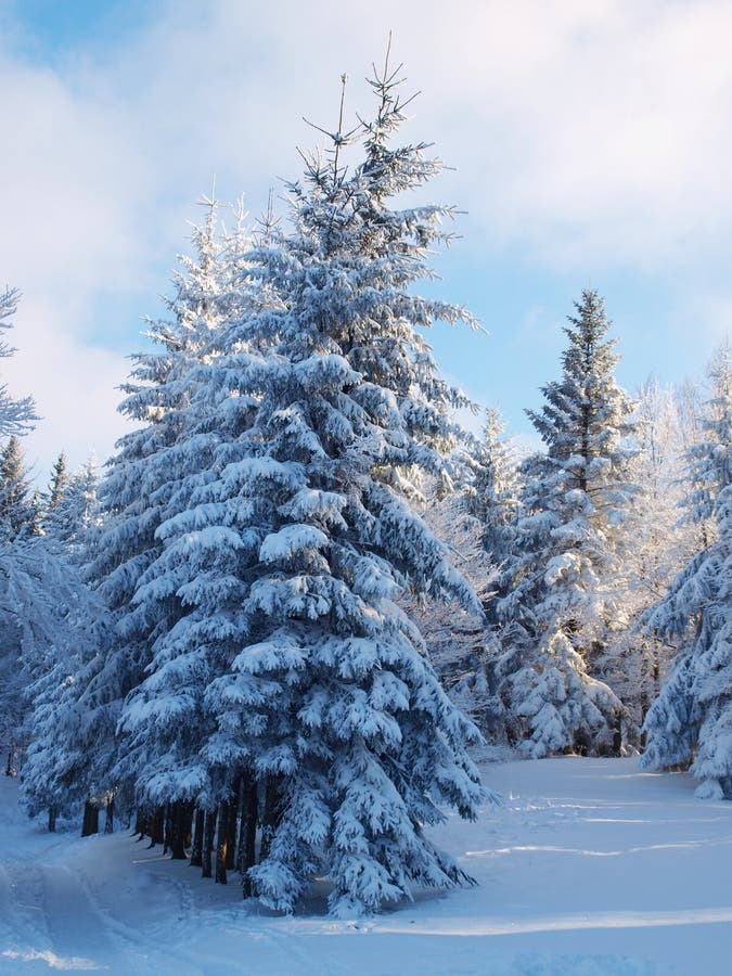 Winter nature stock image. Image of wood, cold, meadow - 35171017