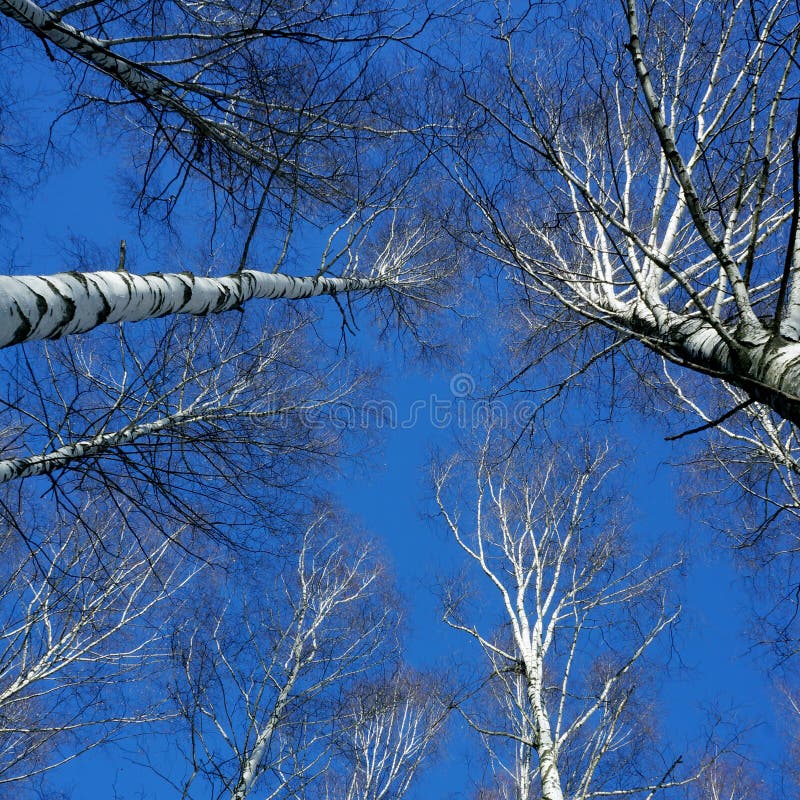 Winter Nature, Blue Sky and Snowy Trees Stock Image - Image of beauty ...