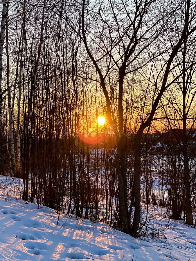 Winter nature stock photo. Image of january, wood, outdoor - 207146564