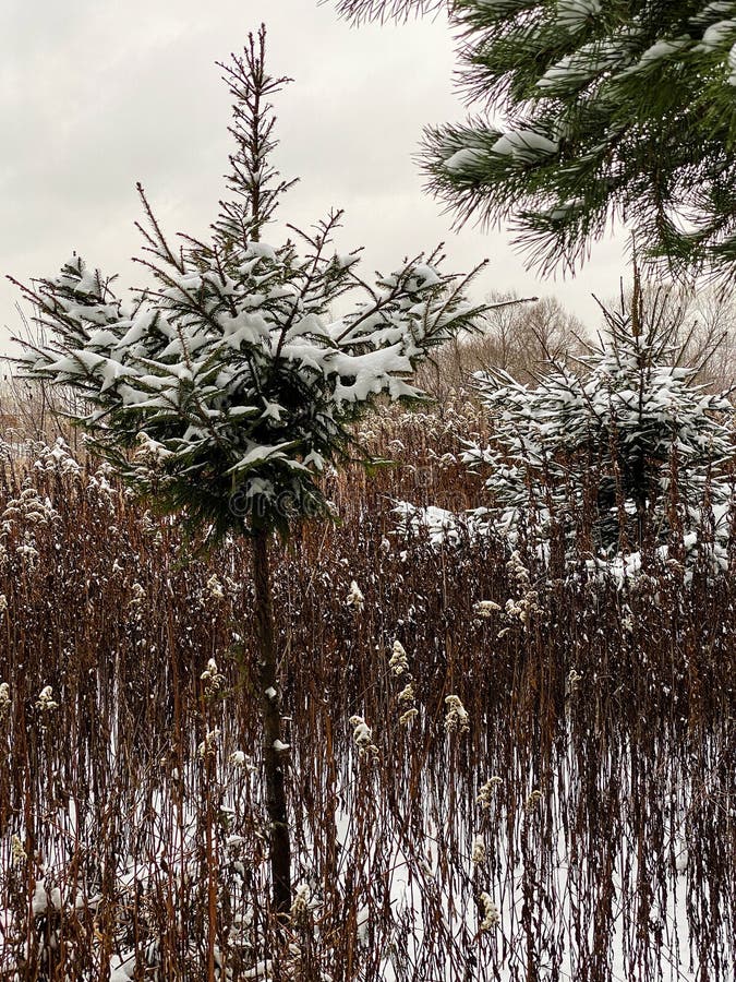 Winter nature stock image. Image of tree, cold, winter - 207146931