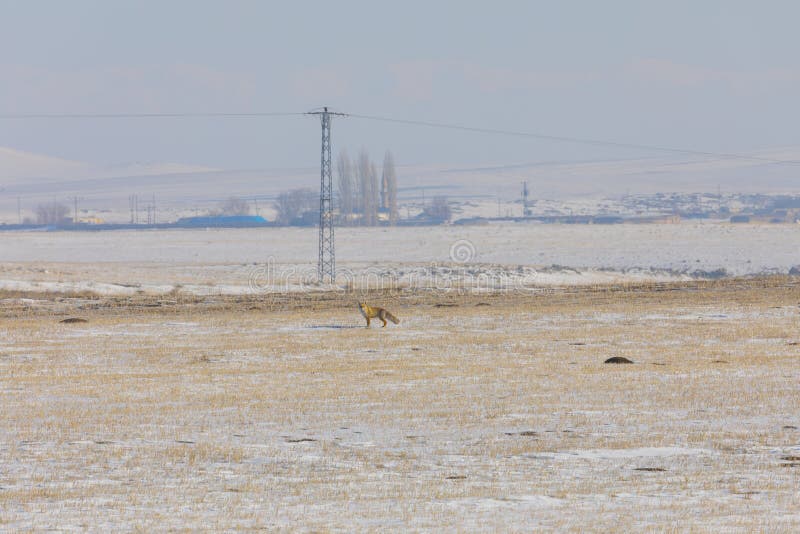 Winter Nature. Red Fox in White Snow./ Kars - Turkey Stock Image ...