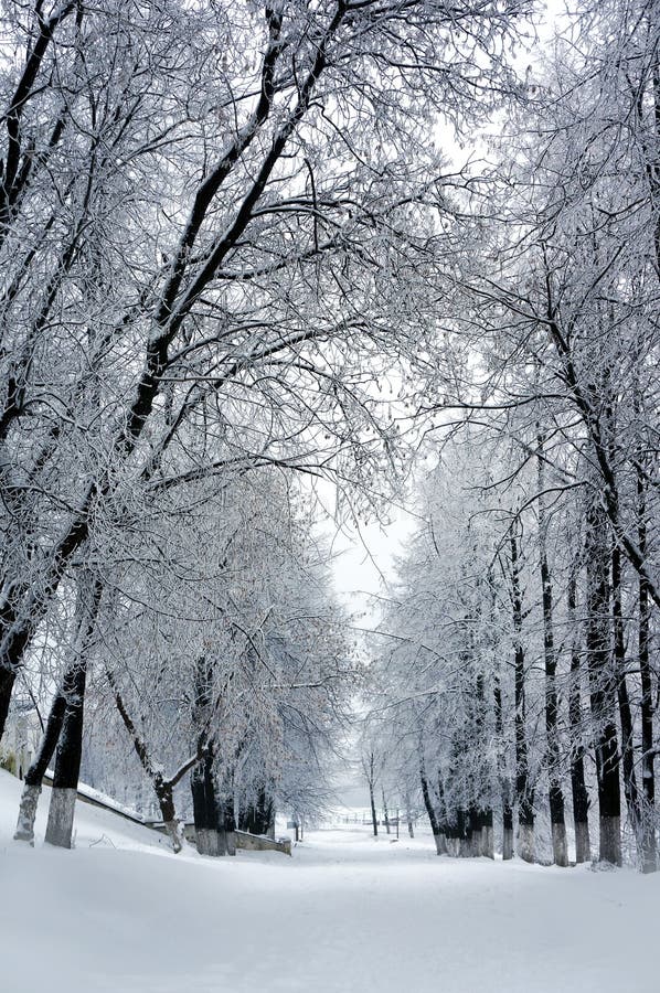 Winter nature, snowstorm stock image. Image of travel - 45309767