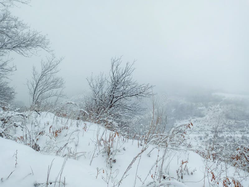 Winter Nature. Snow-covered Tree Branches, the Land is Covered with a ...