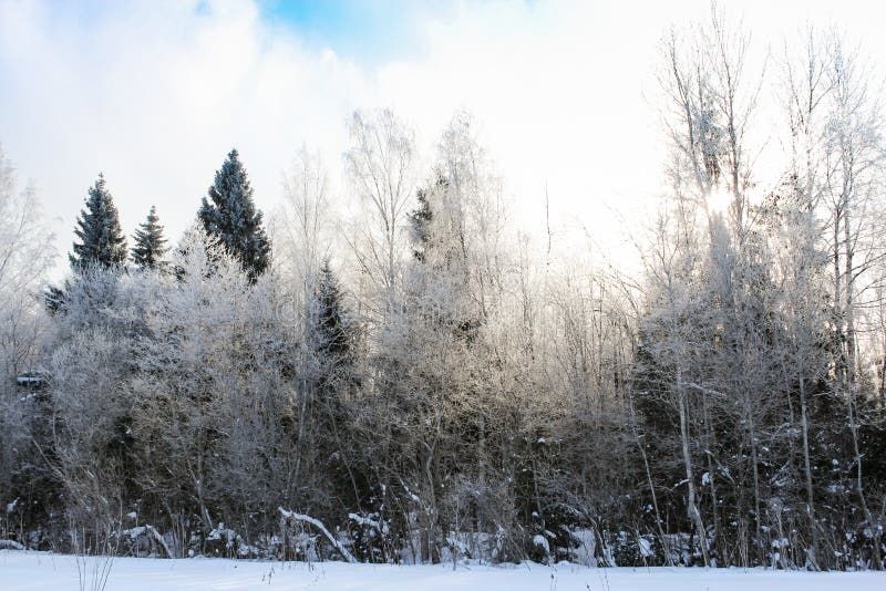 Hoarfrost on the Trees in the Forest. Stock Image - Image of sunlight ...