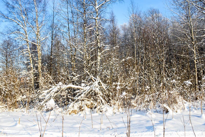 Snow in the forest. stock image. Image of branch, snowy - 112251687