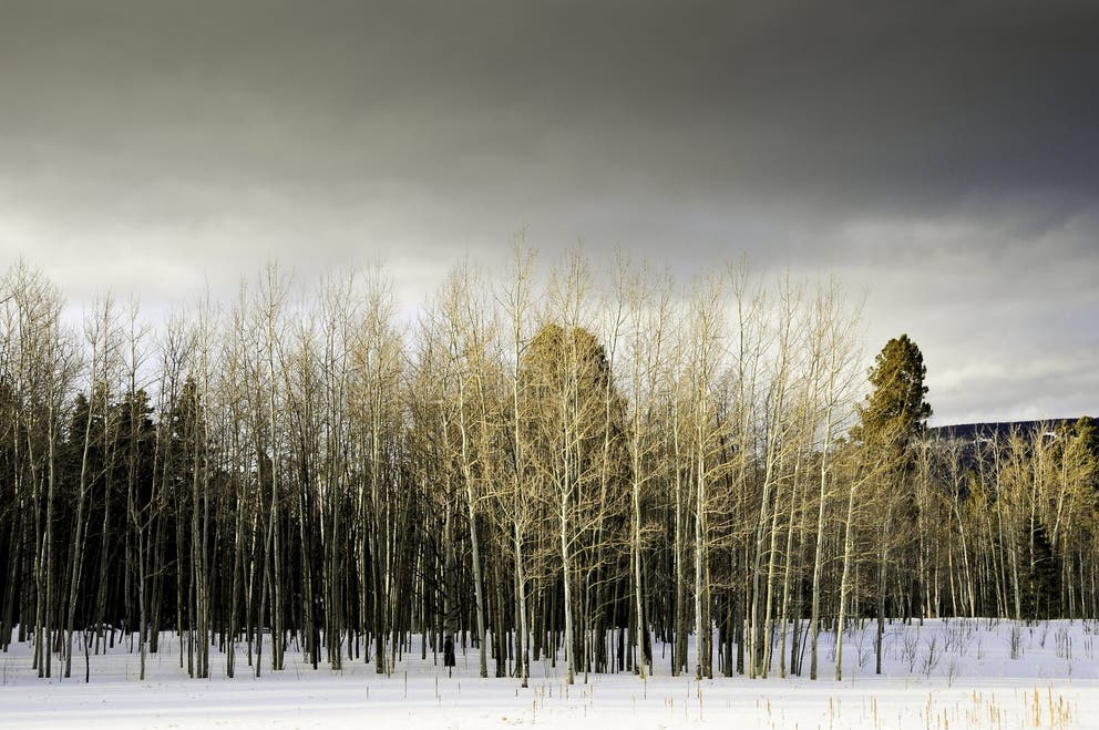 Winter in New Mexico stock photo. Image of birch, scene - 18203100