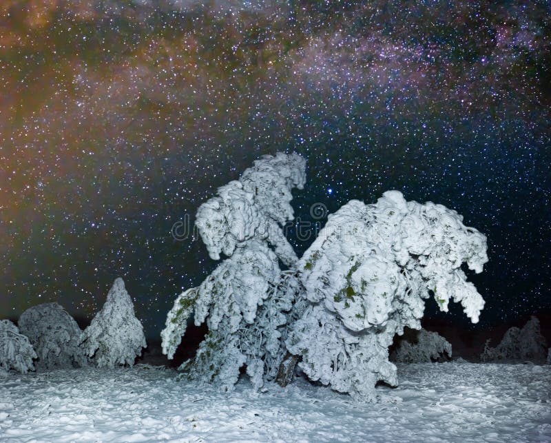 Winter night forest scene stock photo. Image of milky - 26211626