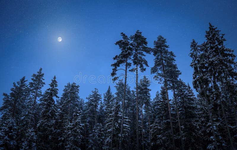Winter night in forest stock image. Image of scenery - 33207411