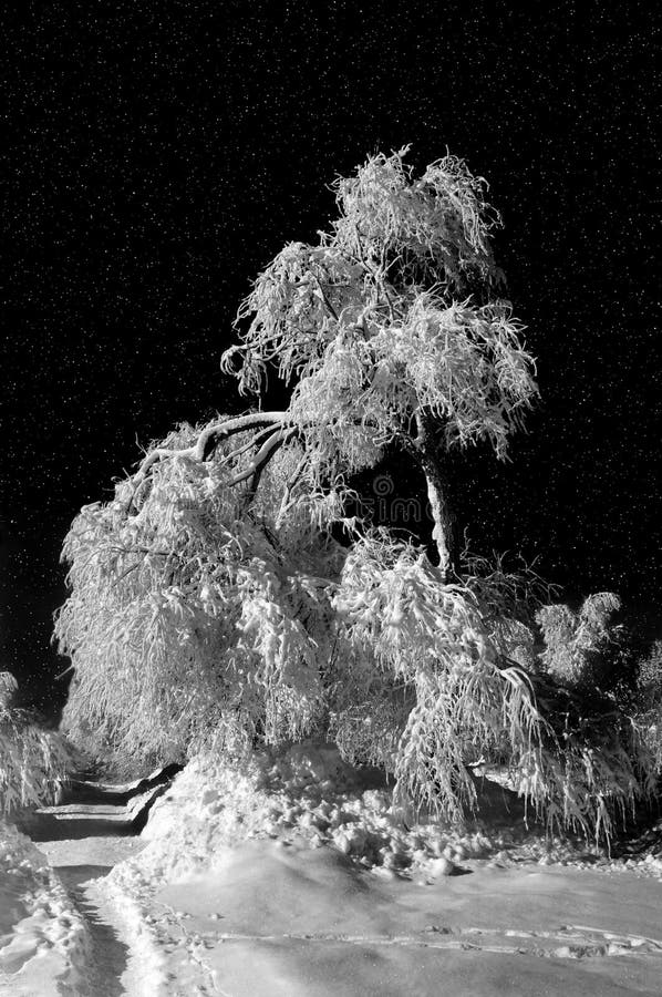 Winter Night and Frosty Tree Stock Image - Image of heaven, cold: 44515417