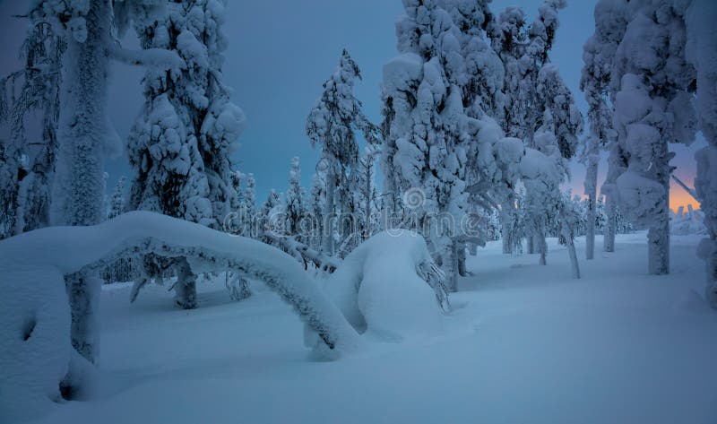 Winter Night in Frozen Forest after Snow Blizzard Stock Photo - Image of forest, evening: 81844568