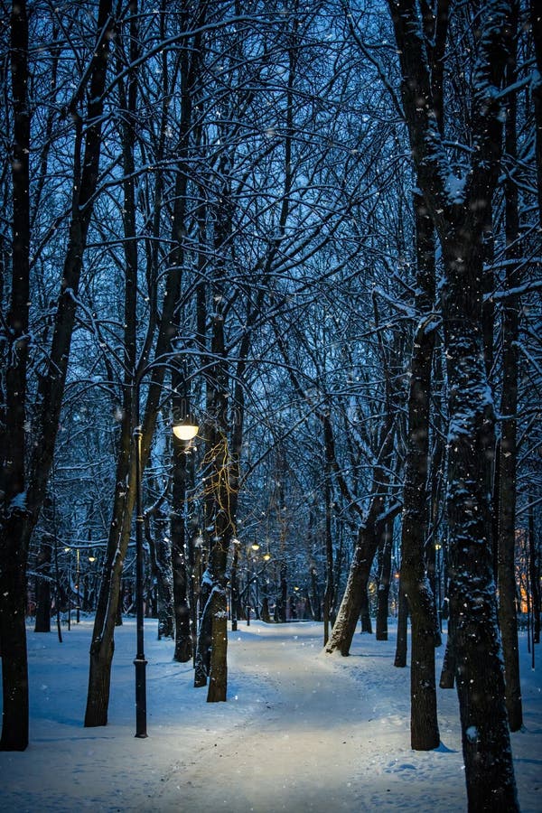 Path Under Winter Trees and Shining Street Lights with Falling ...