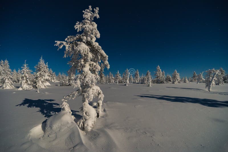 Winter Night Landscape with Trees, Road and Snow. Stock Image - Image ...