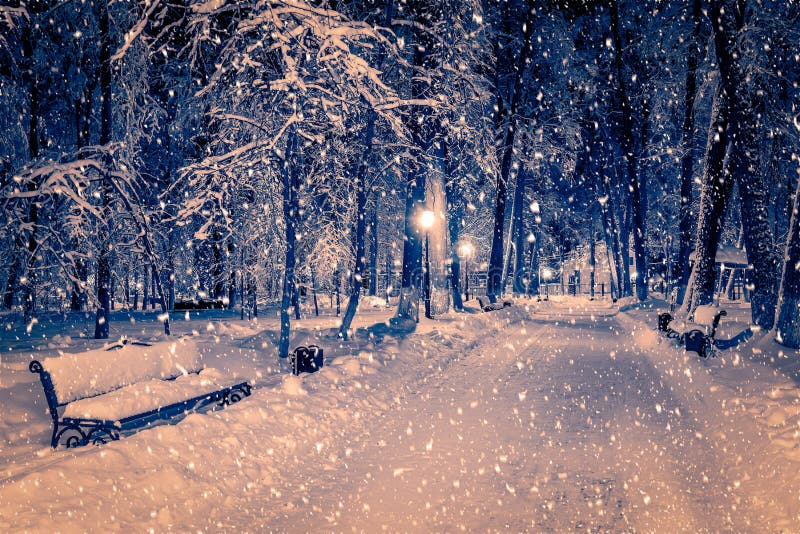 Winter Night Park with Lanterns, Pavement and Trees Covered with Snow ...