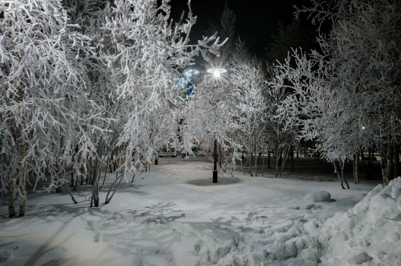Winter Night Park Trees Covered with Snow Lanterns Frost, Winter ...