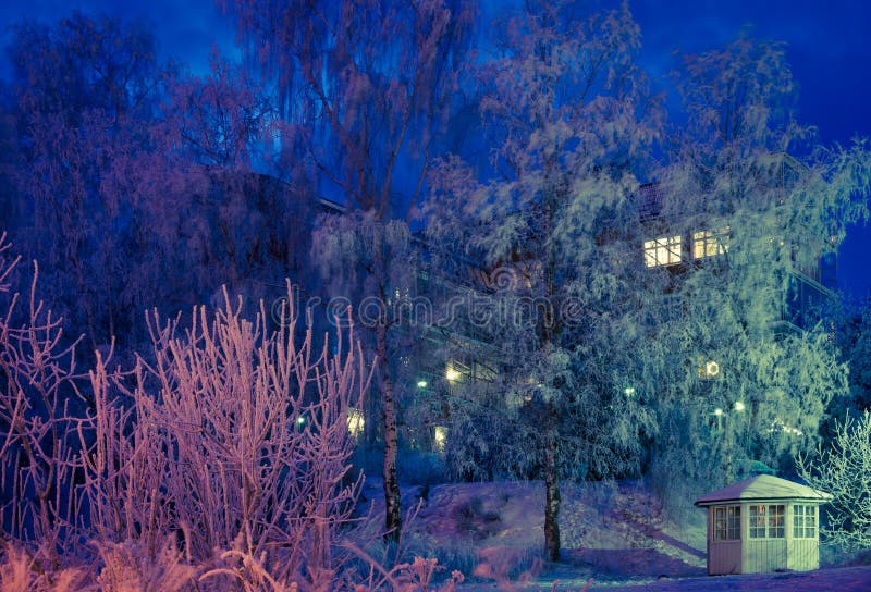 Winter night scene stock photo. Image of night, branch - 17560510